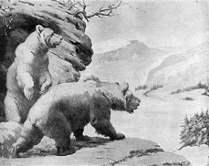 Extinct Animals | The Ivory Bill