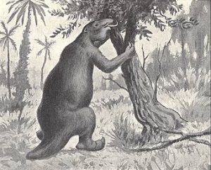 Extinct Animals | The Ivory Bill