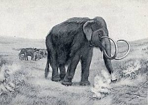Extinct Animals | The Ivory Bill