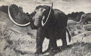 Extinct Animals | The Ivory Bill