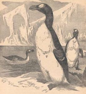 Extinct Animals | The Ivory Bill