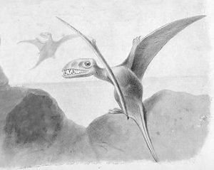 The Pterodactyls | The Ivory Bill