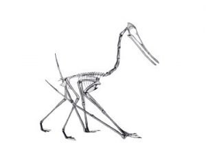 The Pterodactyls | The Ivory Bill